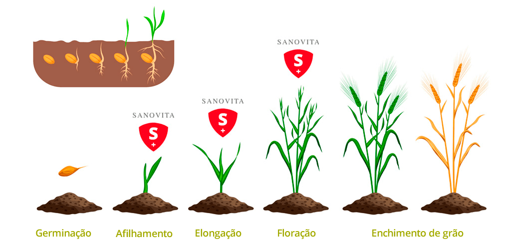 Sanovita Brasil - Confiamos na Natureza. | CEVADA